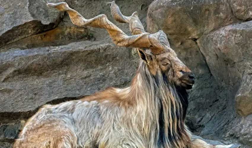 Kashmir Markhor Hunting In Pakistan | Kashmir Markhor Trophy Hunting In ...