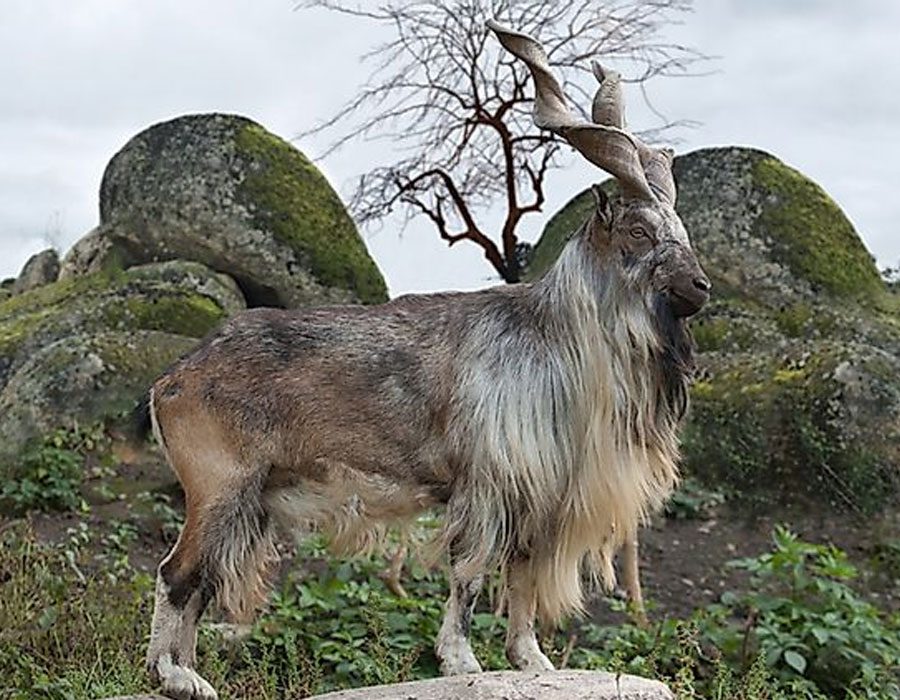 Chiltan Markhor Hunting In Pakistan | Chiltan Markhor Trophy Hunting In ...