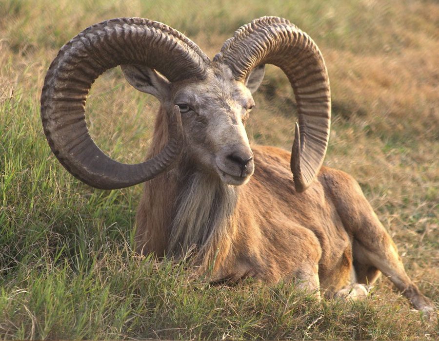 Punjab Urial Hunting In Pakistan | Punjab Urial Trophy Hunting In ...